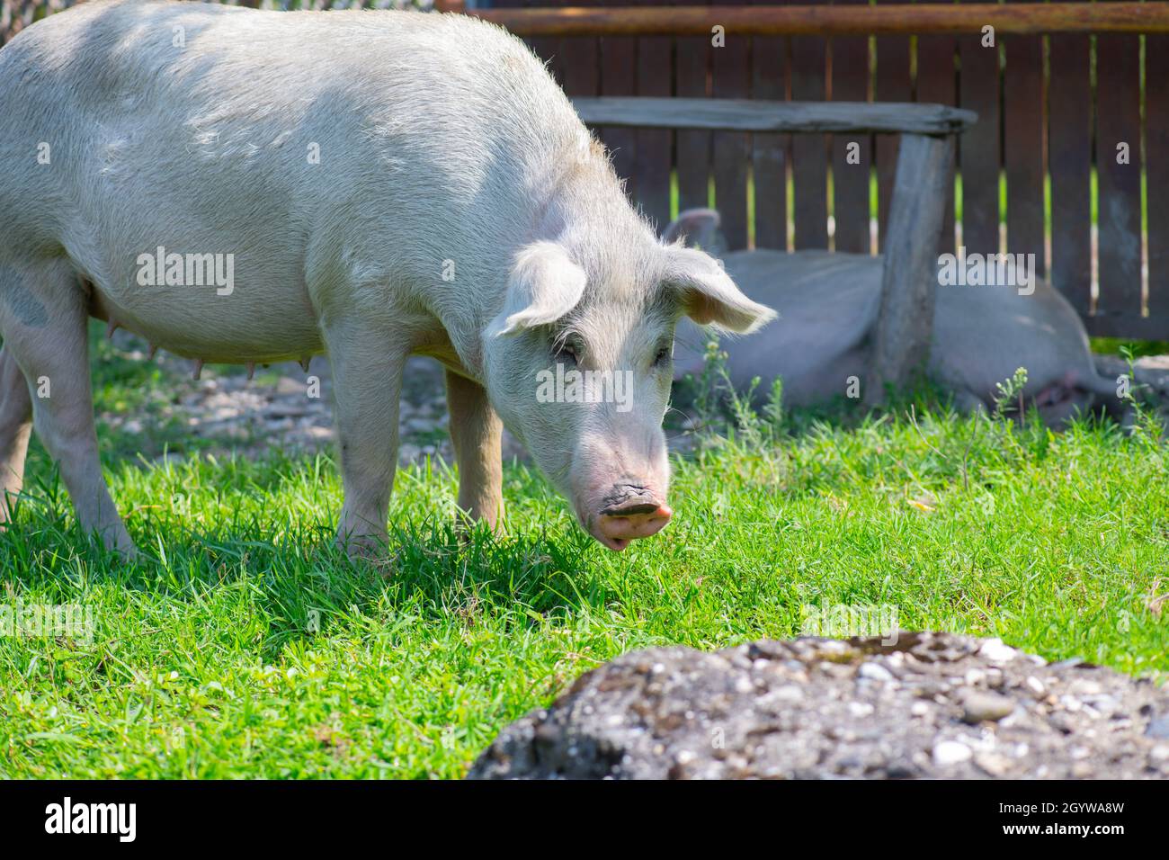 Long eared cattle hi-res stock photography and images - Alamy
