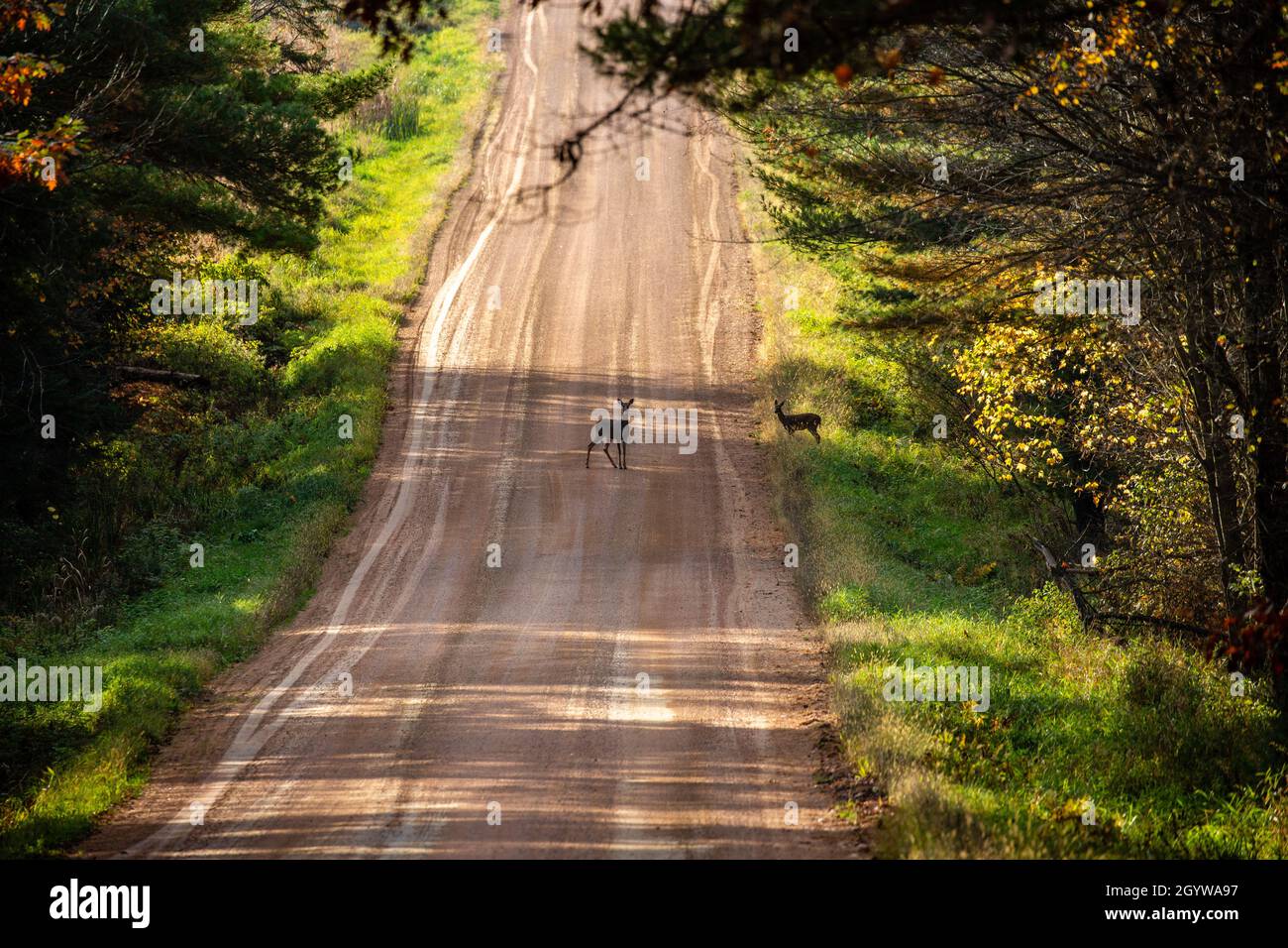 Horizontal Dirt Road