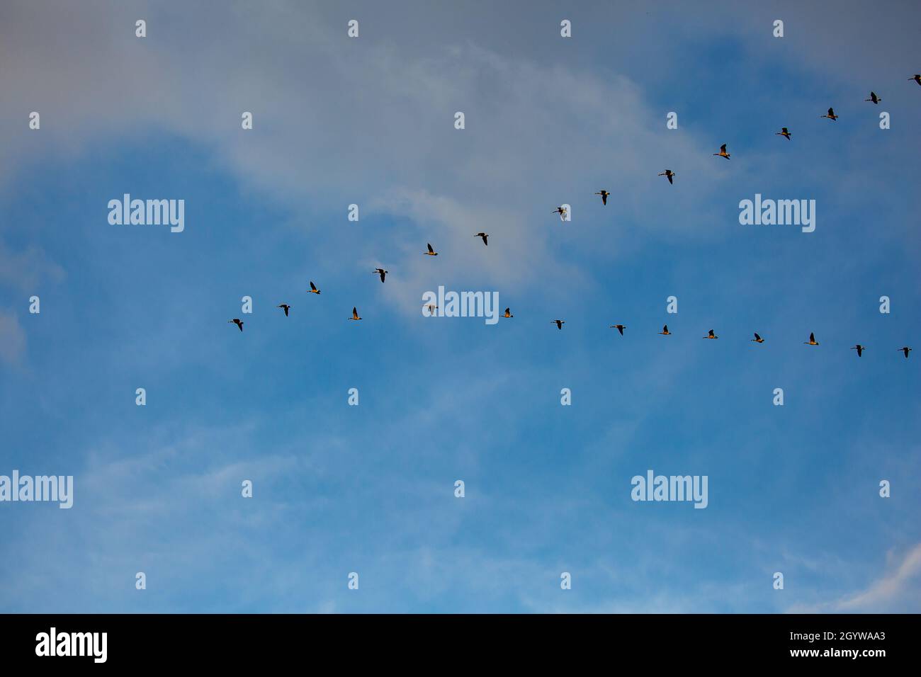 Canada geese (Branta canadensis) flying in a V formation in a blue sky ...