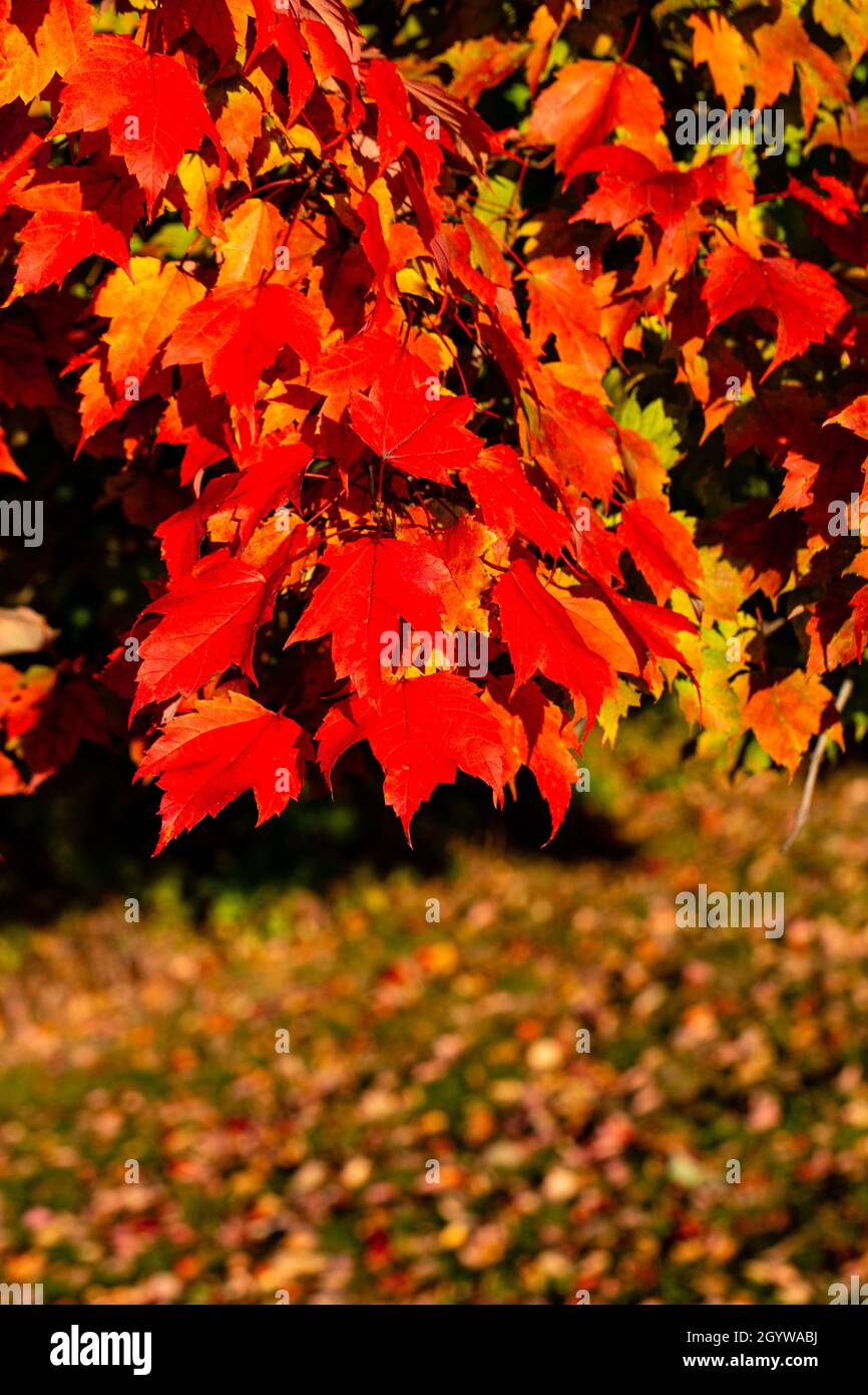 Colorful maple tree leaves to mark the start of a Wisconsin fall ...