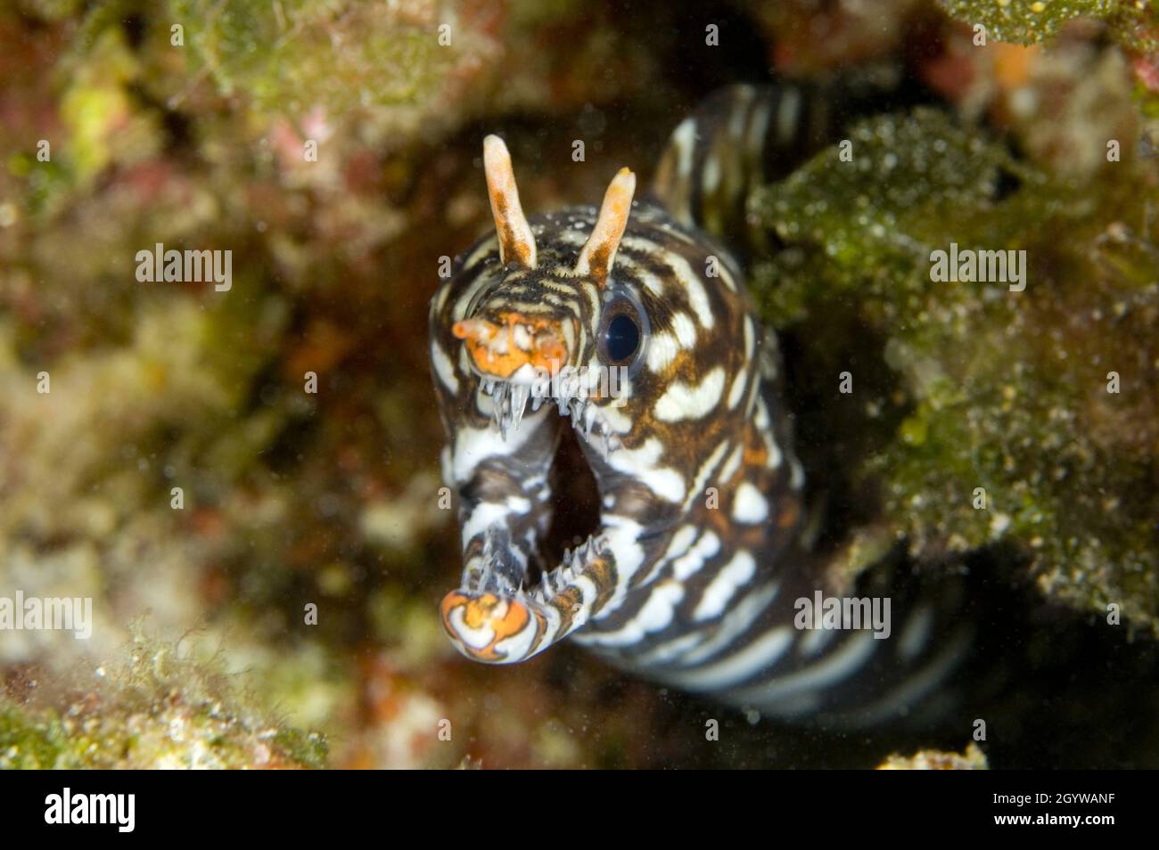 Dragon moray eel hi-res stock photography and images - Alamy