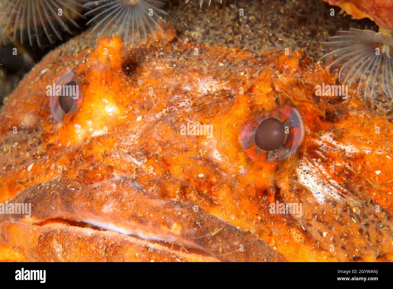 Oyster toadfish hi-res stock photography and images - Alamy