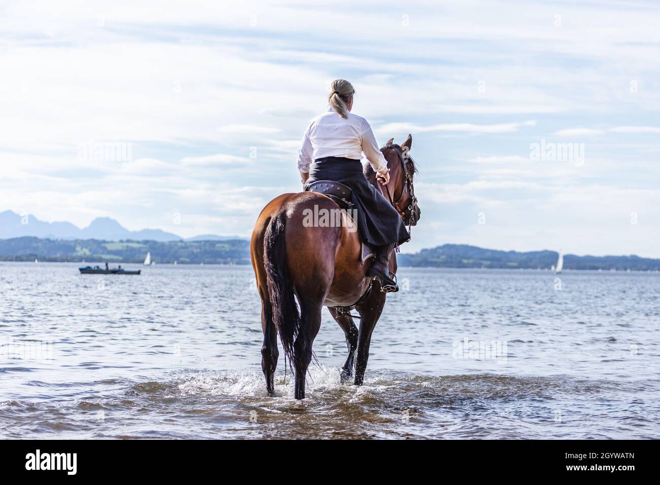 Classic riding art: A rider in a riding skirt on a bay pura raza ...