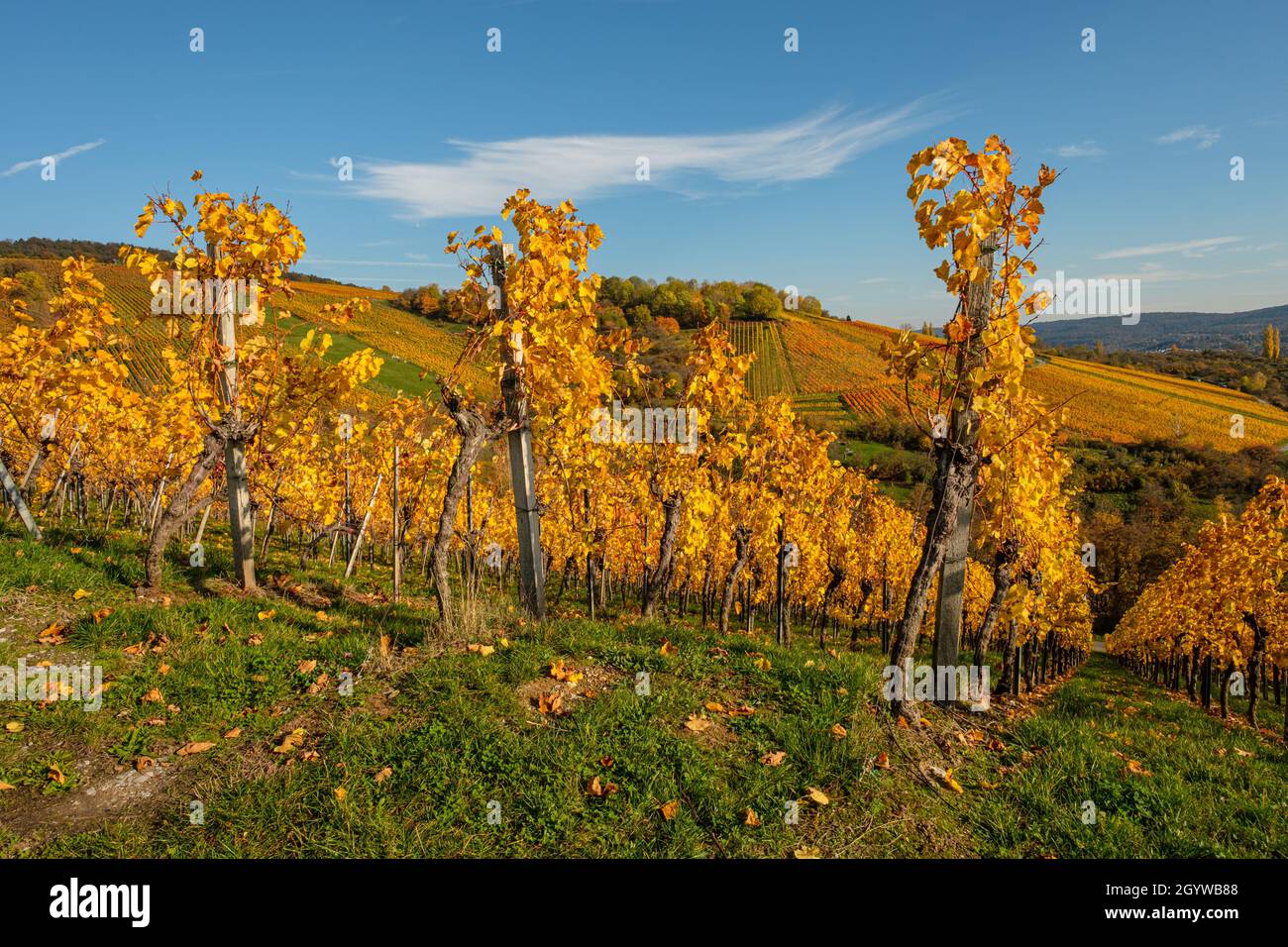 Vines and vineyard in yellow autumn colouring landscape Stock Photo - Alamy