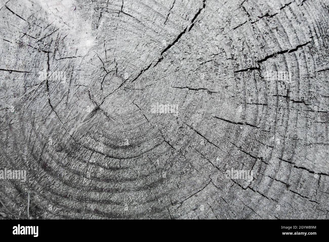 Pine heartwood hi-res stock photography and images - Alamy