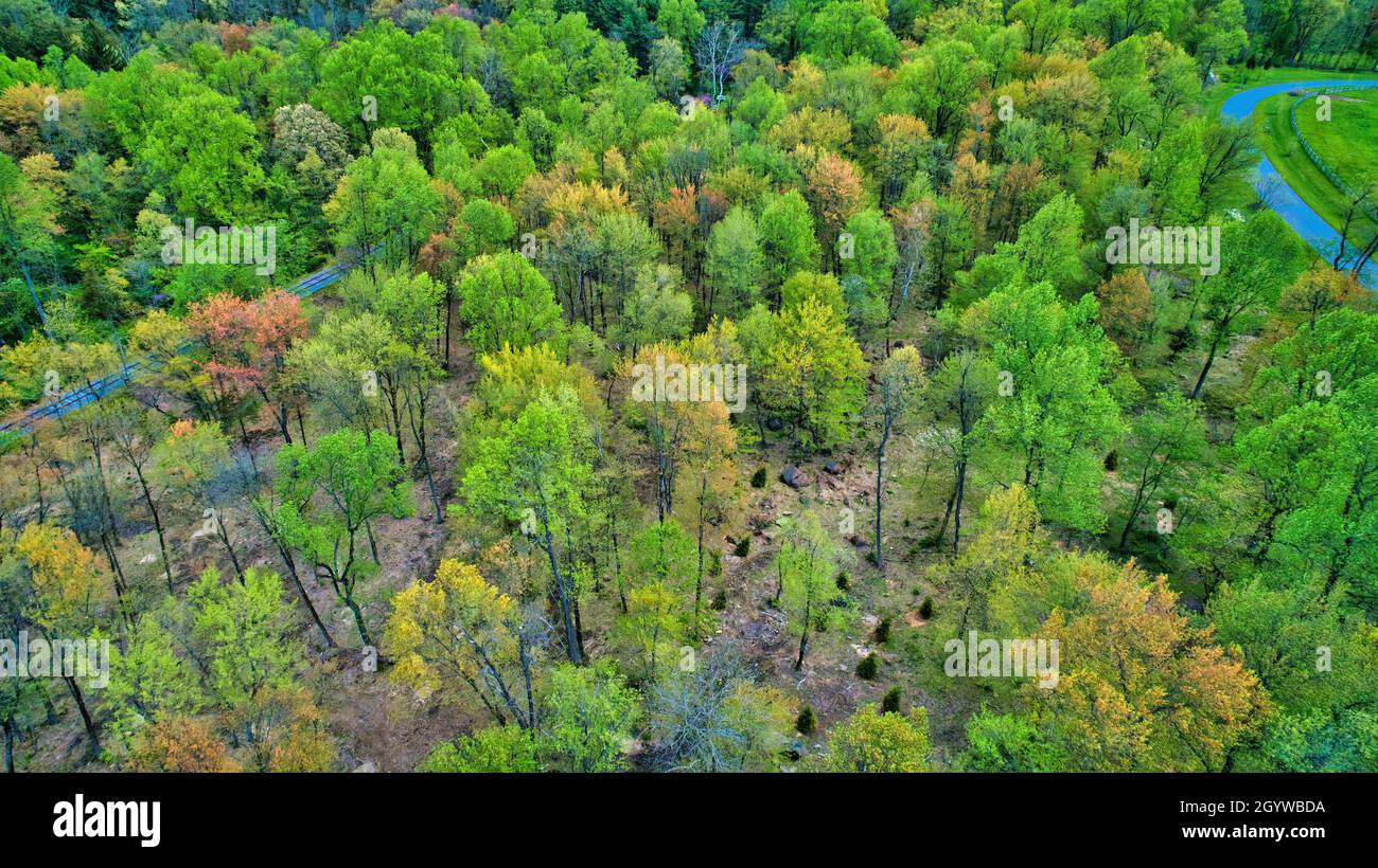 An Aerial View of Beautifully Blooming Colored Trees and Plants and ...