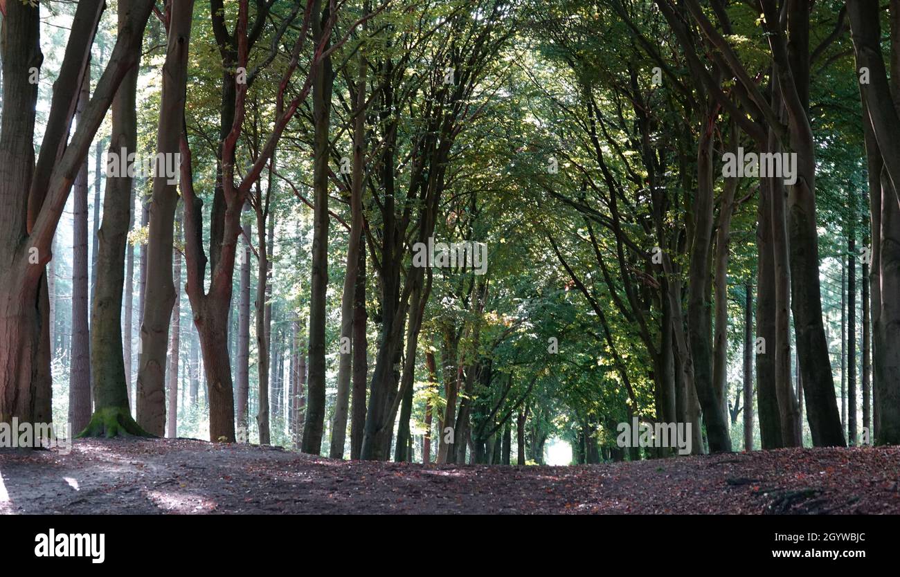 Giant beech trees line the walking path. In the distance is an open ...