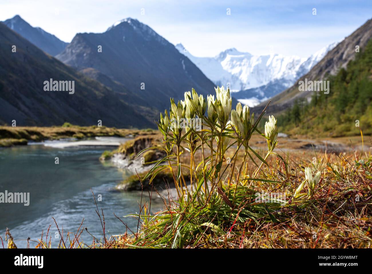 White Gentian riverside flowers growing in the field against a ...