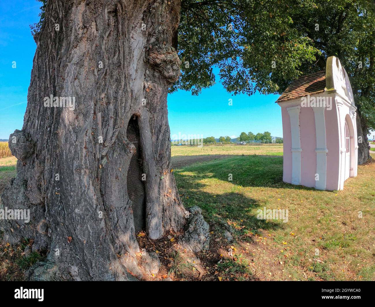 Small wooden hut with pink walls near an old tree in a park Stock Photo ...