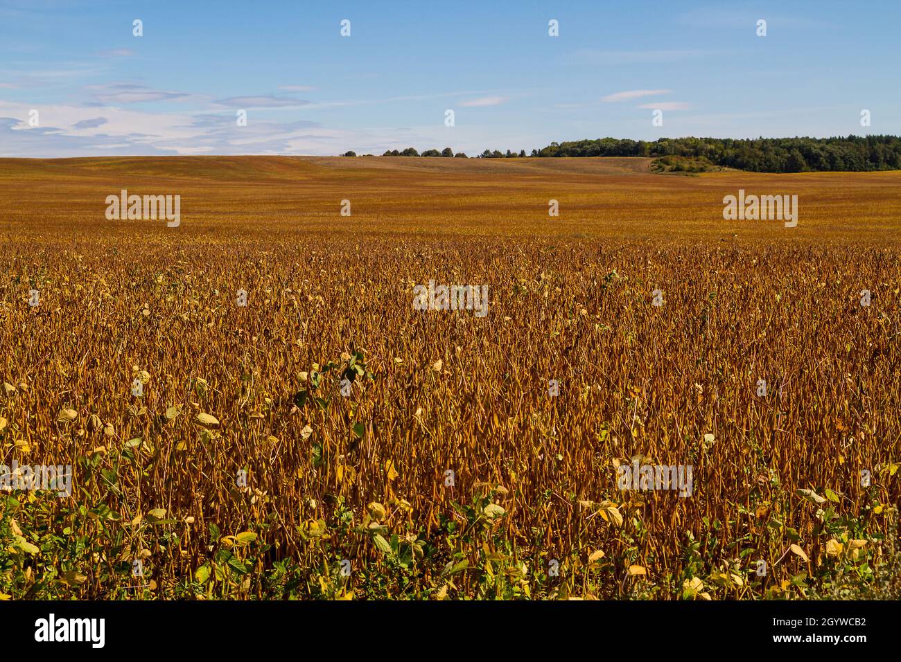 Soybean field with background of blue sky and some clouds. Ripe soy ...