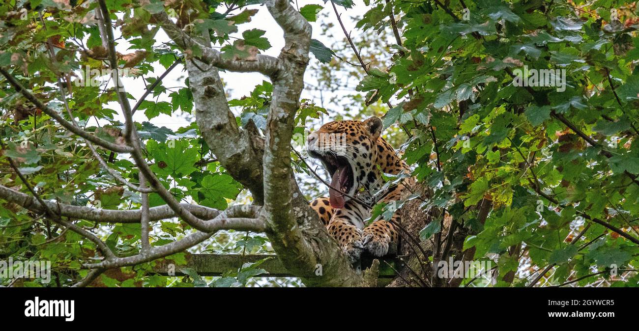 Jaguar in a tree hi-res stock photography and images - Alamy
