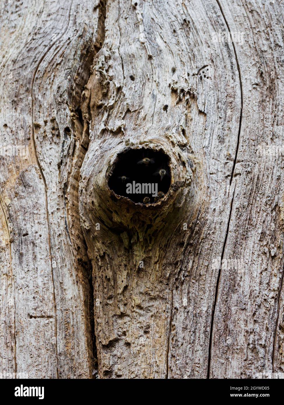 No bees hi-res stock photography and images - Alamy