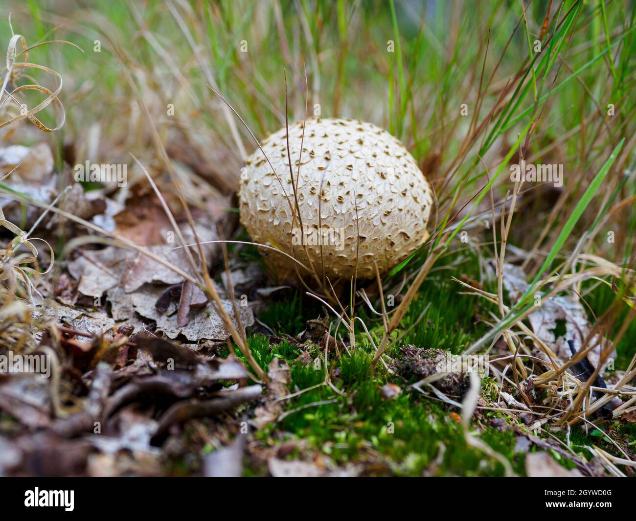 Fungi growing in the New Forest, Hampshire, UK Stock Photo - Alamy