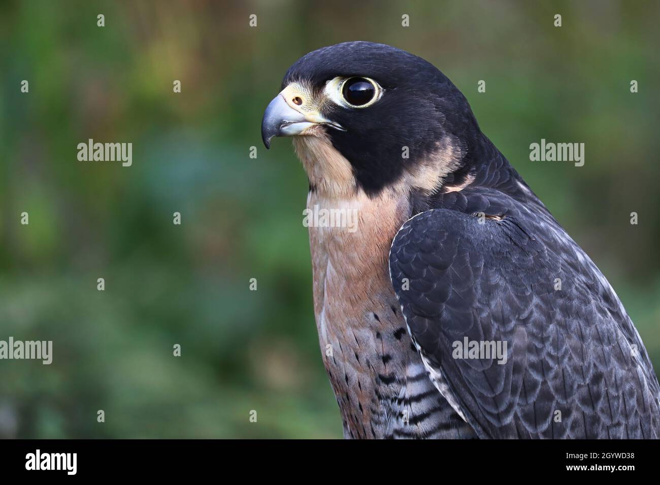 Side protrait of a Peregraine Falcons head Stock Photo - Alamy