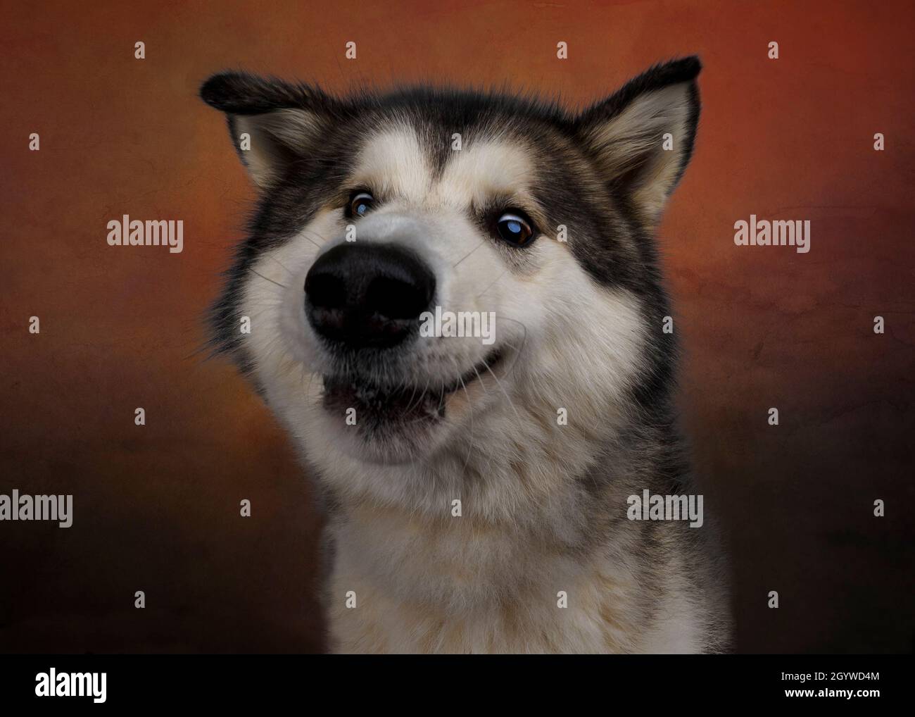 Alaskan Malamute dog looking goofy Stock Photo - Alamy