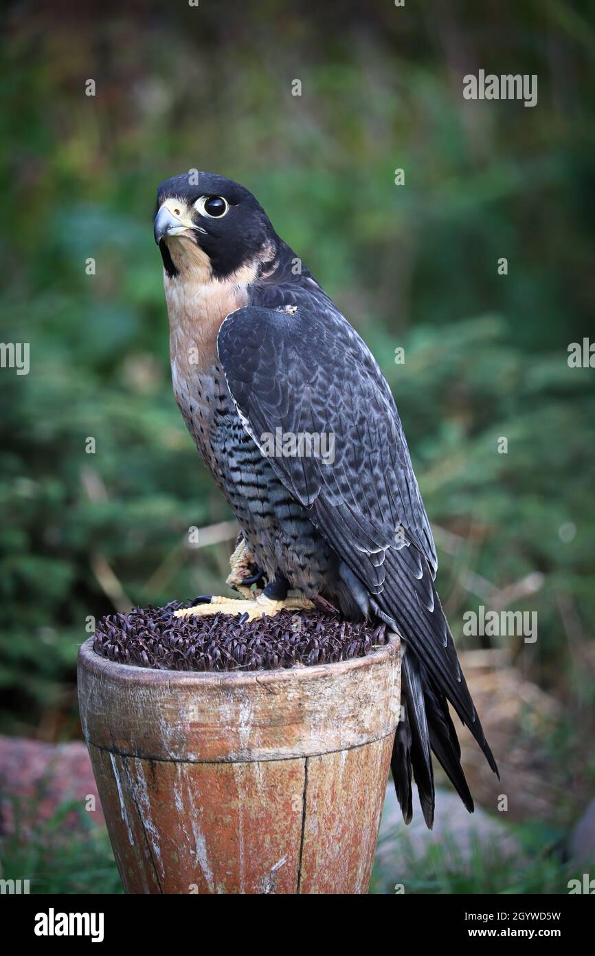 Vertical protrait of a Peregrine Falcon on a perch Stock Photo - Alamy