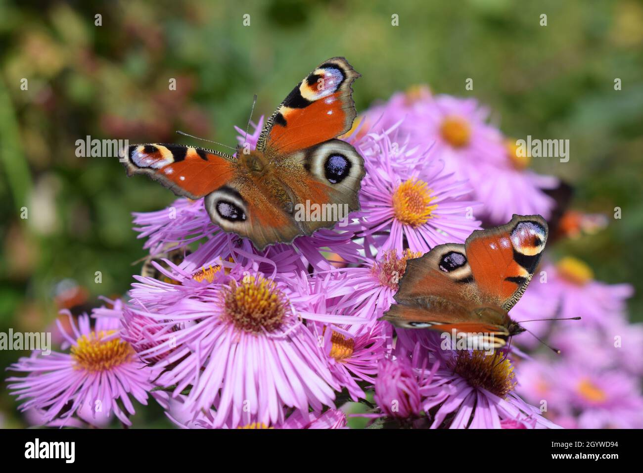 European peacock butterfly Stock Photo - Alamy