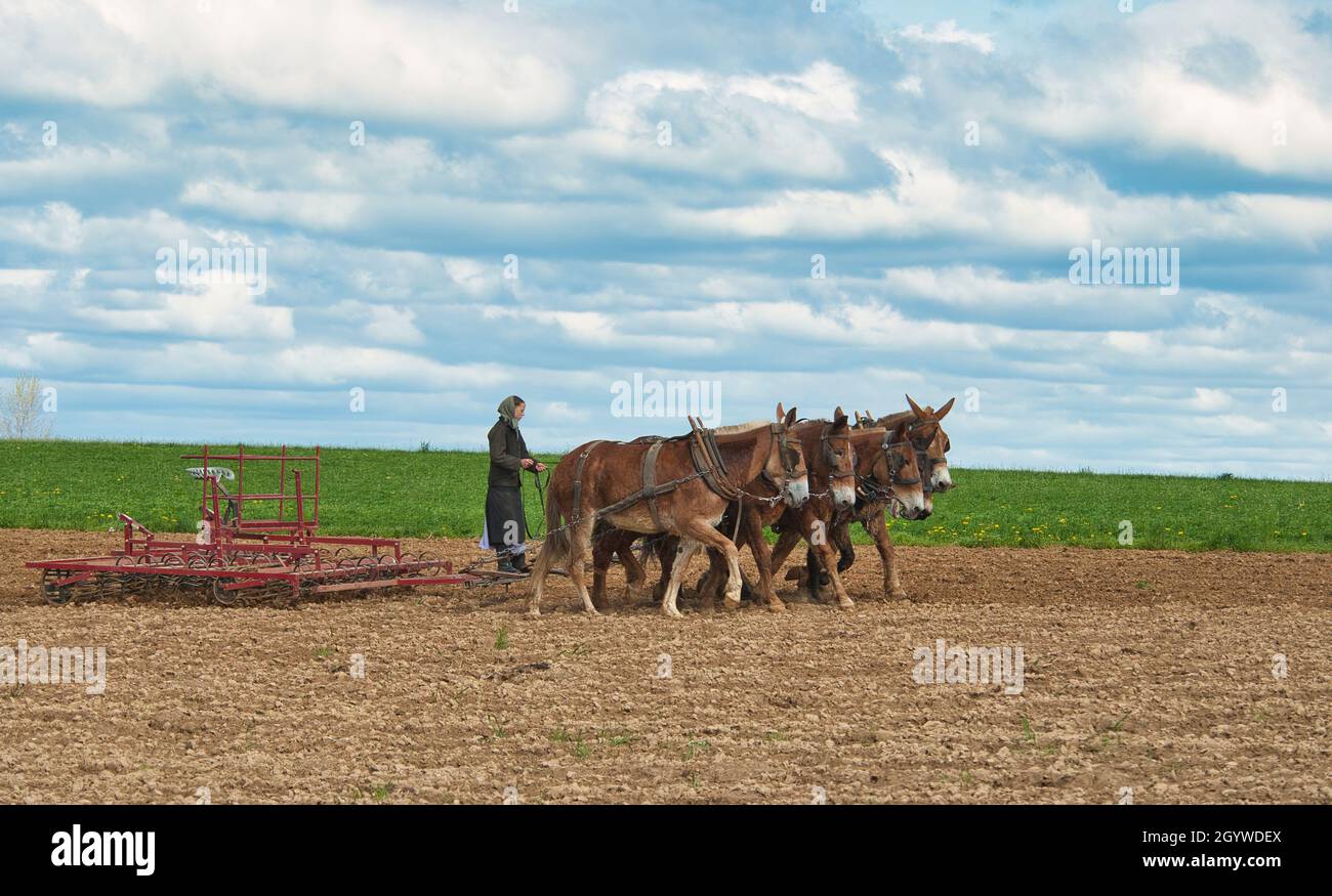 Straw Hat Amish High Resolution Stock Photography and Images - Alamy