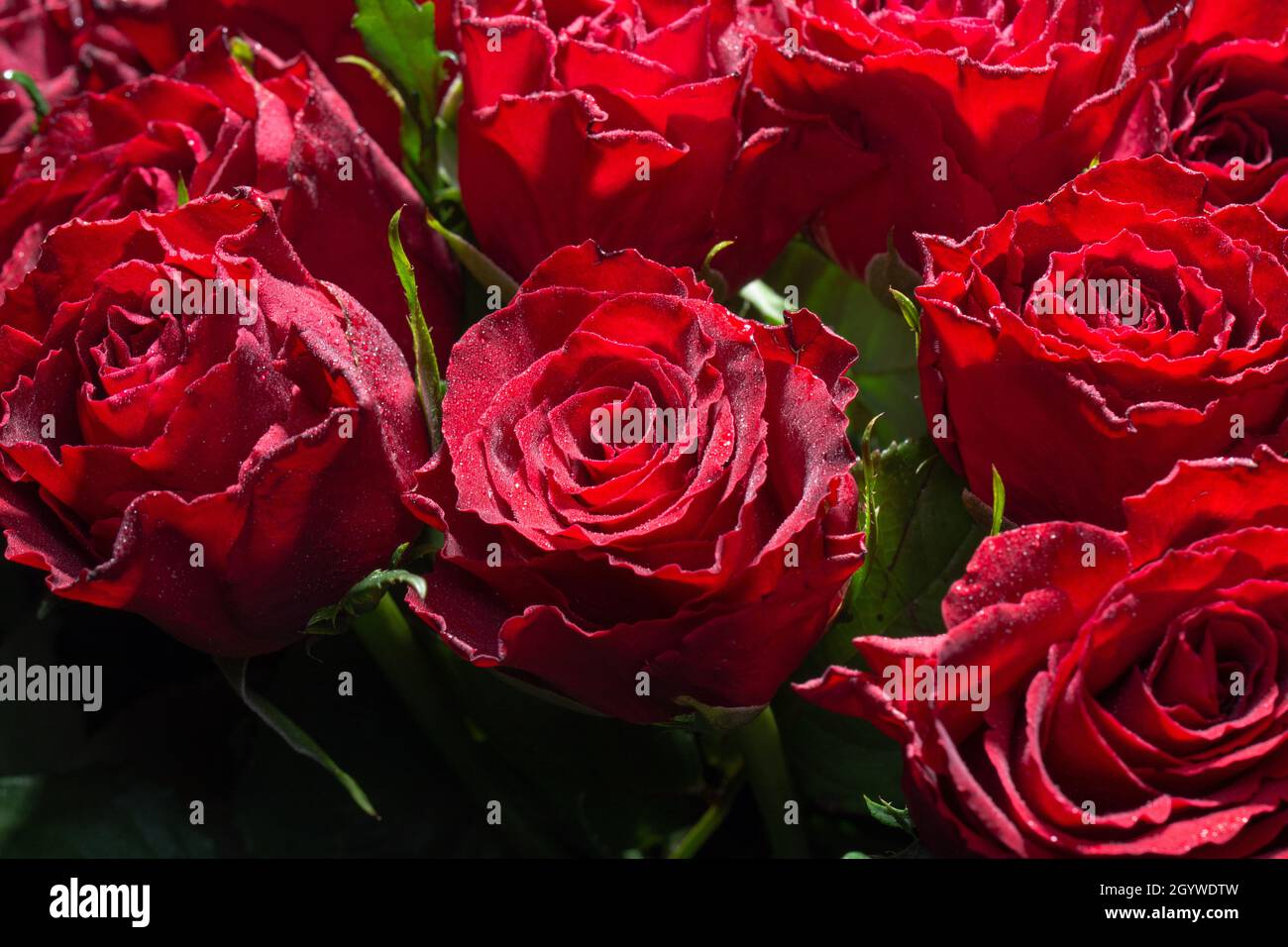 fresh dark red roses close-up texture background, roses for feast Stock ...