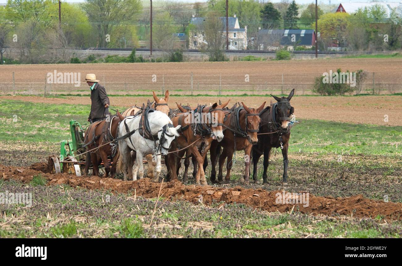 Amish plowing hi-res stock photography and images - Alamy