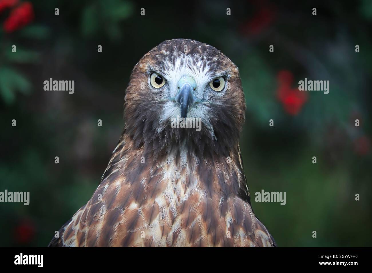 Red tailed hawk head profile hi-res stock photography and images - Alamy