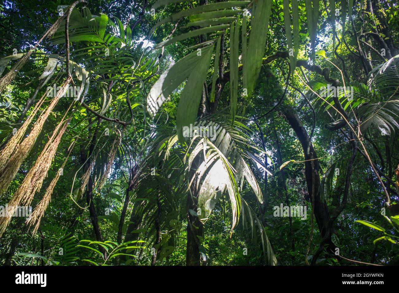 Jungle around the ruins in Palenque, Mexico Stock Photo - Alamy