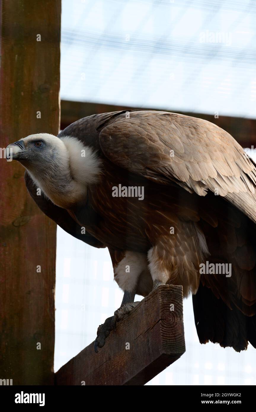 Eurasian griffin hi-res stock photography and images - Alamy