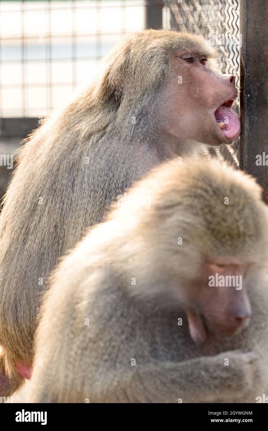 baboon hamadryad in the zoo, the life of an animal in captivity ...