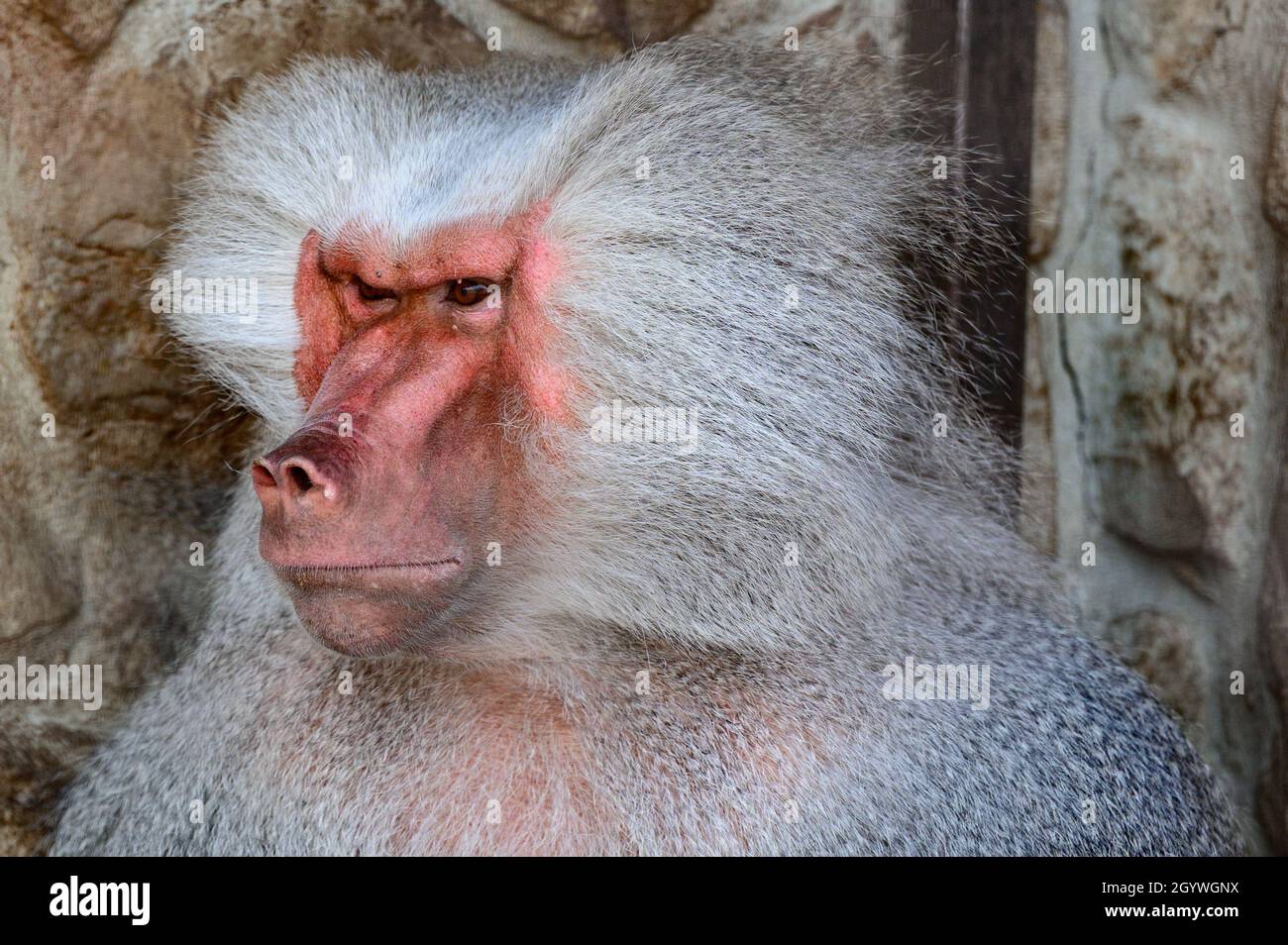 baboon hamadryad in the zoo, the life of an animal in captivity ...