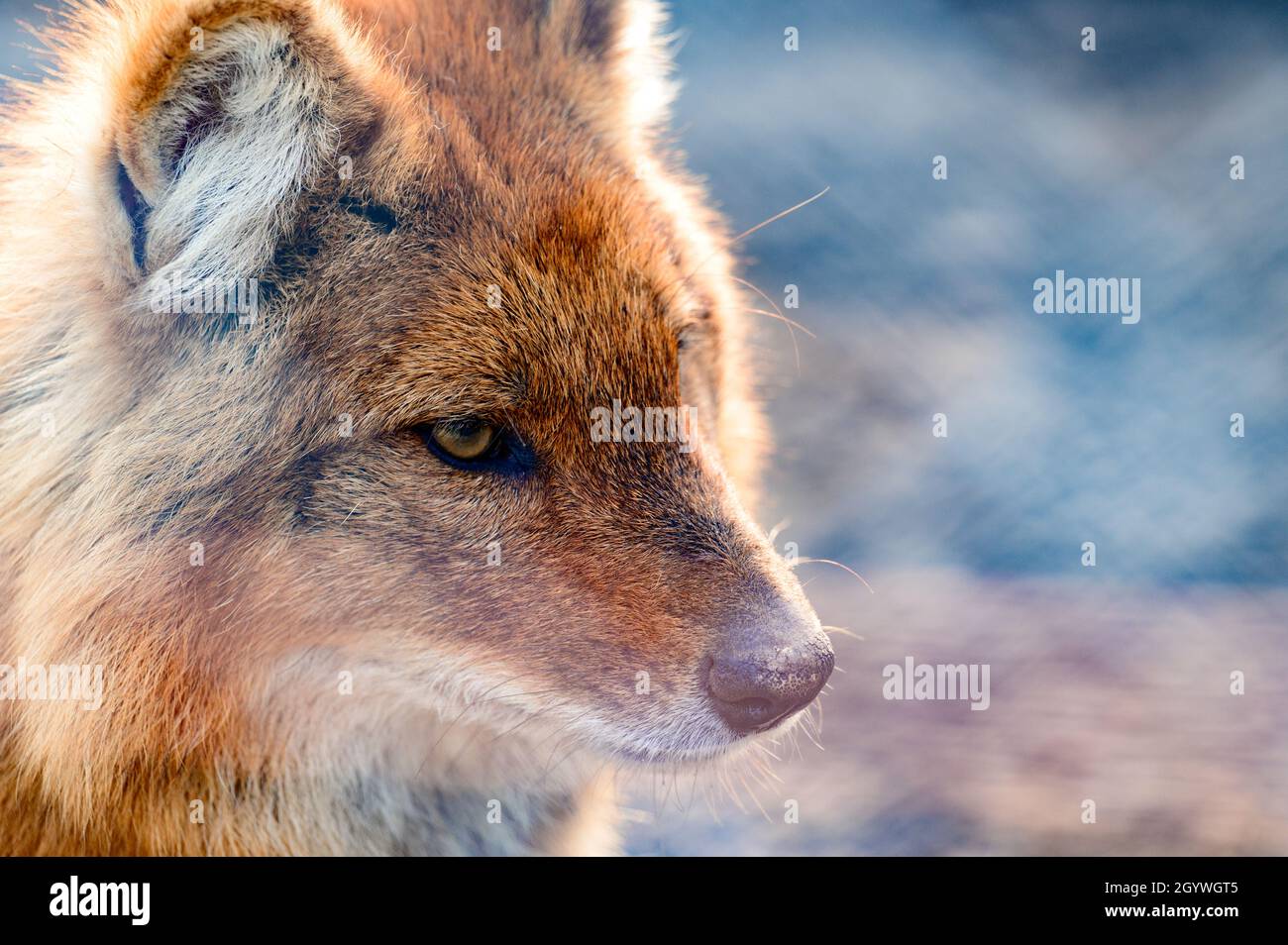 red wolf in the zoo, beast of prey in a cage, red fur Stock Photo - Alamy