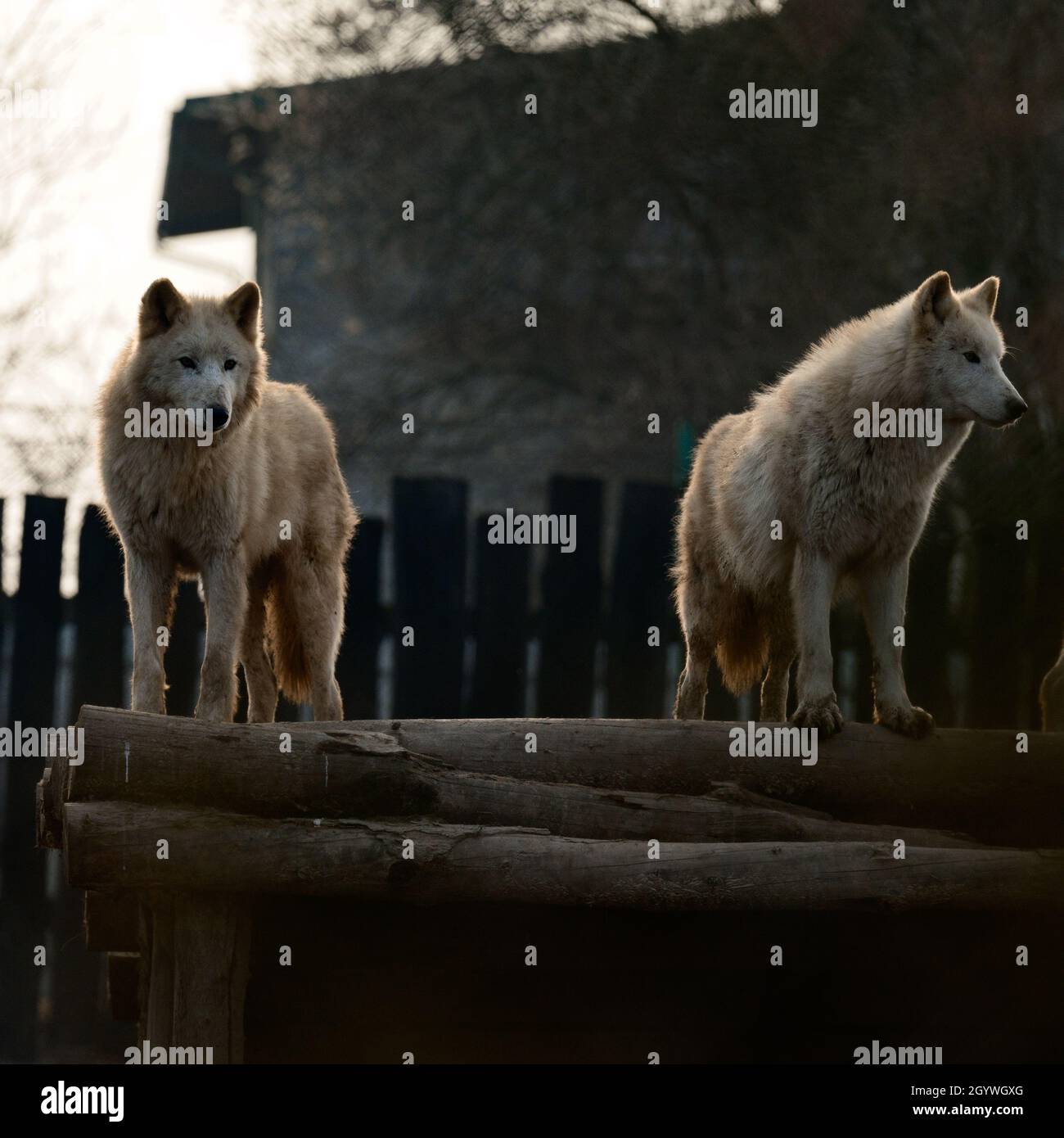 Animal life in a zoo, white and predatory wolves, zoos of Ukraine Stock ...