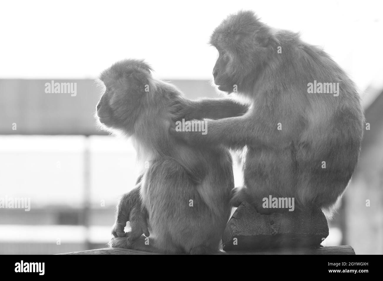 Japanese monkey sitting grooming in hot water hi-res stock photography ...