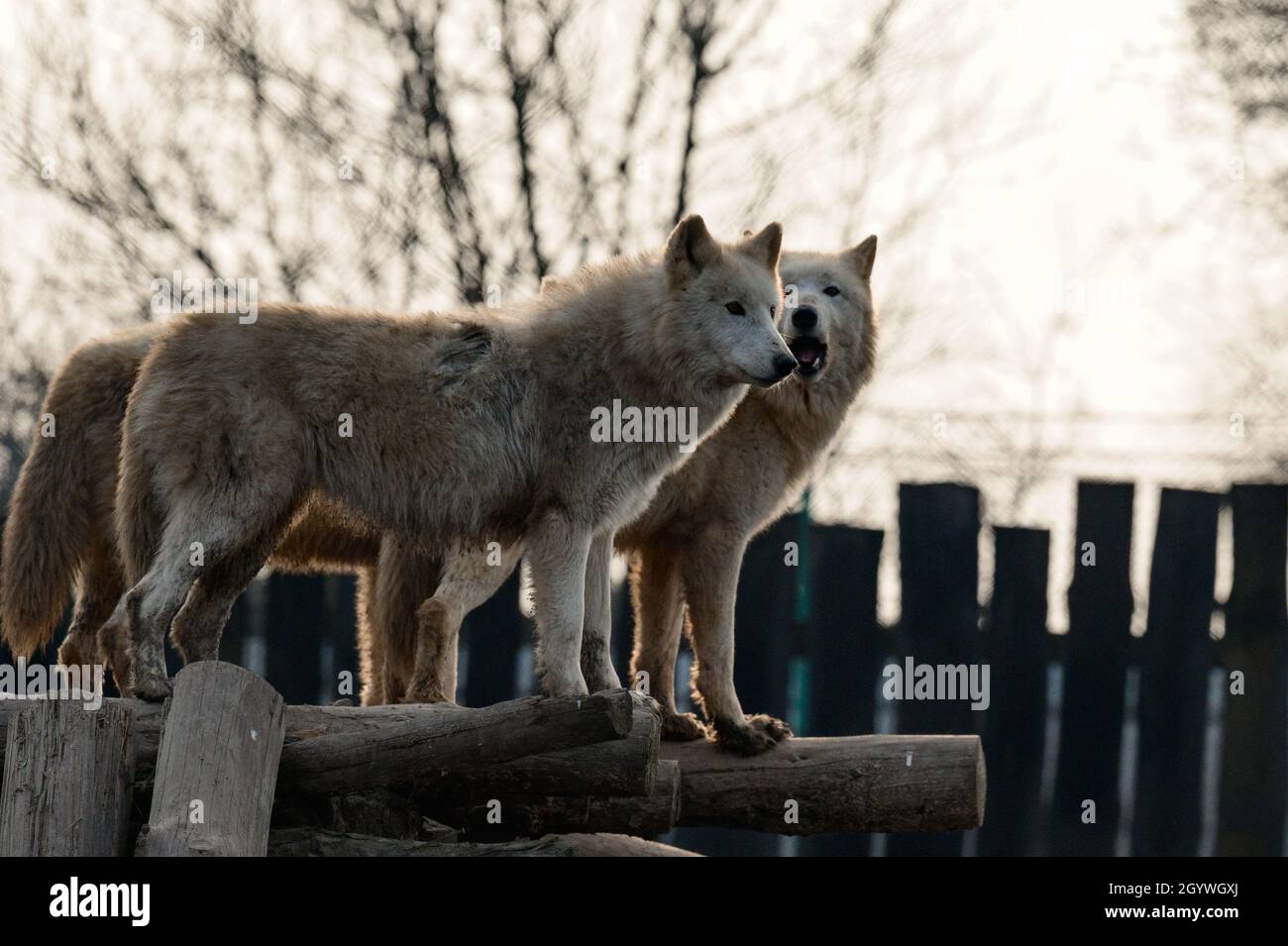 A group of white wolves in a zoo, a white predator, howling wolves ...