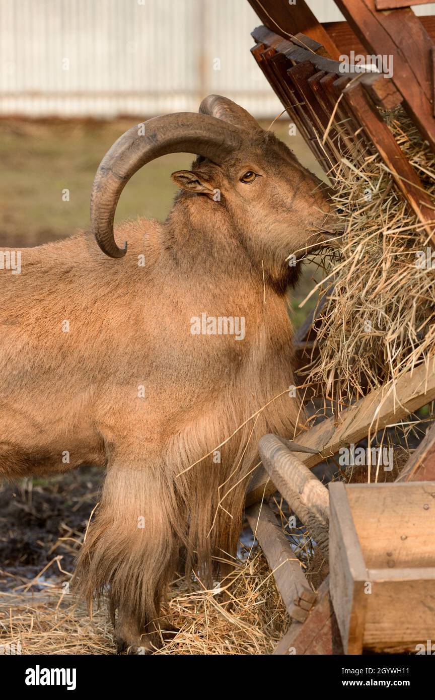 The maned ram eats hay, the animal in the zoo, the large rounded horns ...