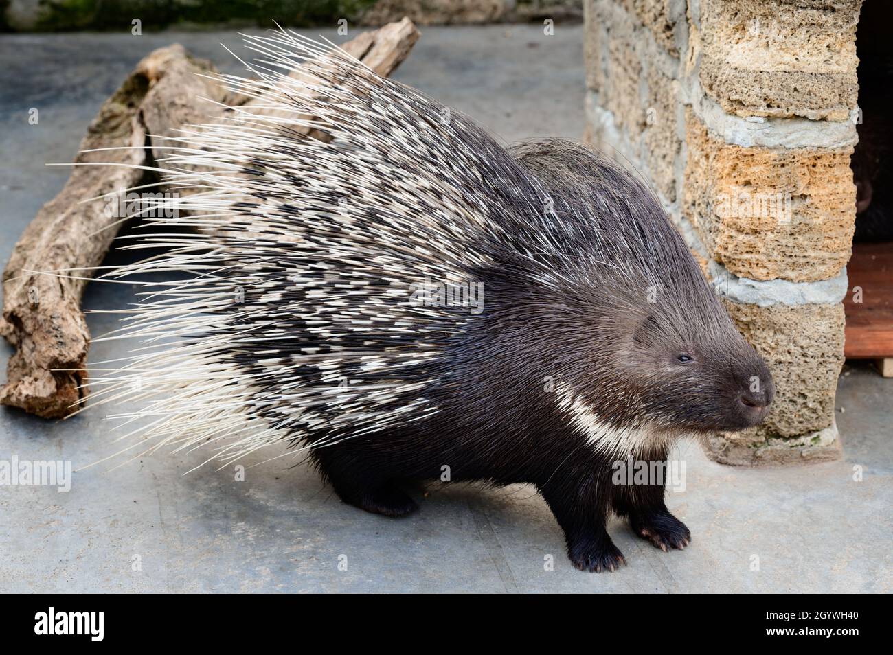Cape porcupine quill hi-res stock photography and images - Alamy