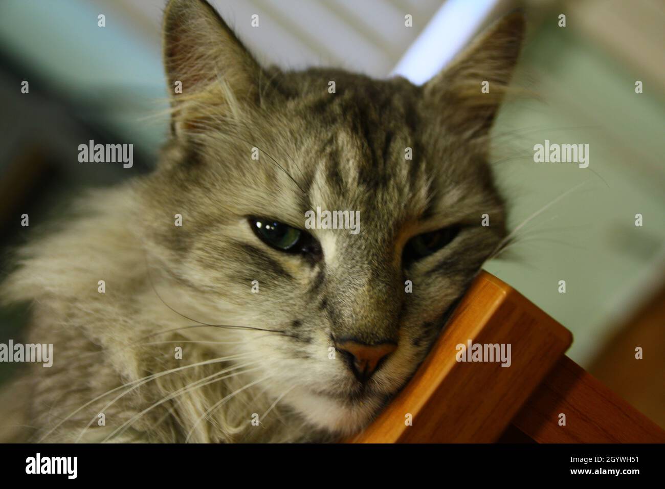 Cat on the table hi-res stock photography and images - Alamy