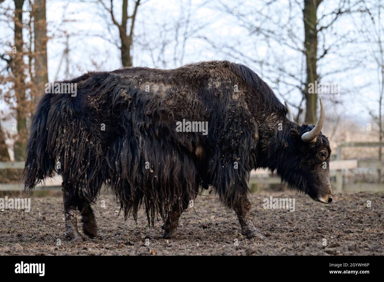 Tibetan yak in a zoo, herbivorous and large animal with horns. new ...