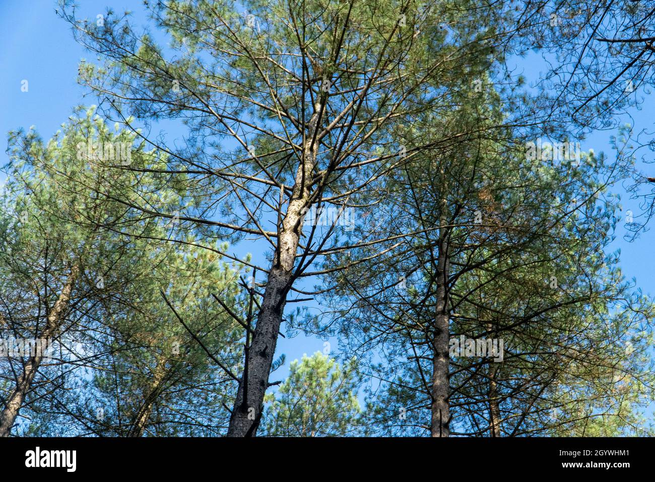 High level leaves hi-res stock photography and images - Alamy