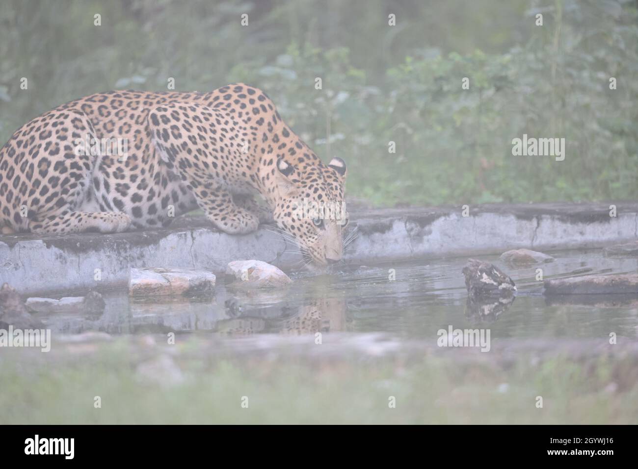 Predator leopard drinks water in a jungle Stock Photo - Alamy