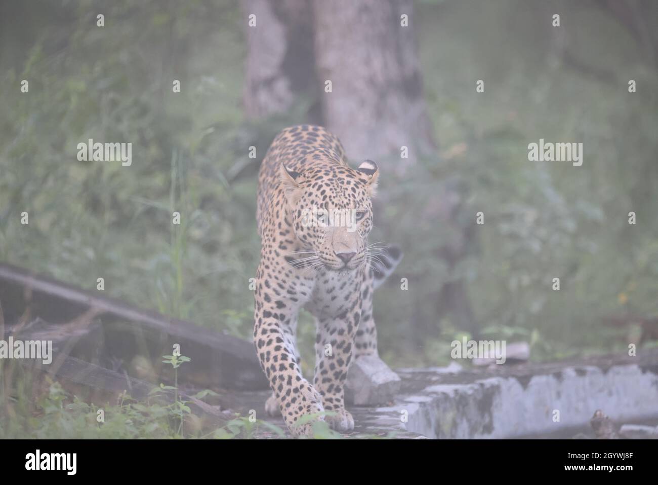Predator leopard in a jungle Stock Photo - Alamy
