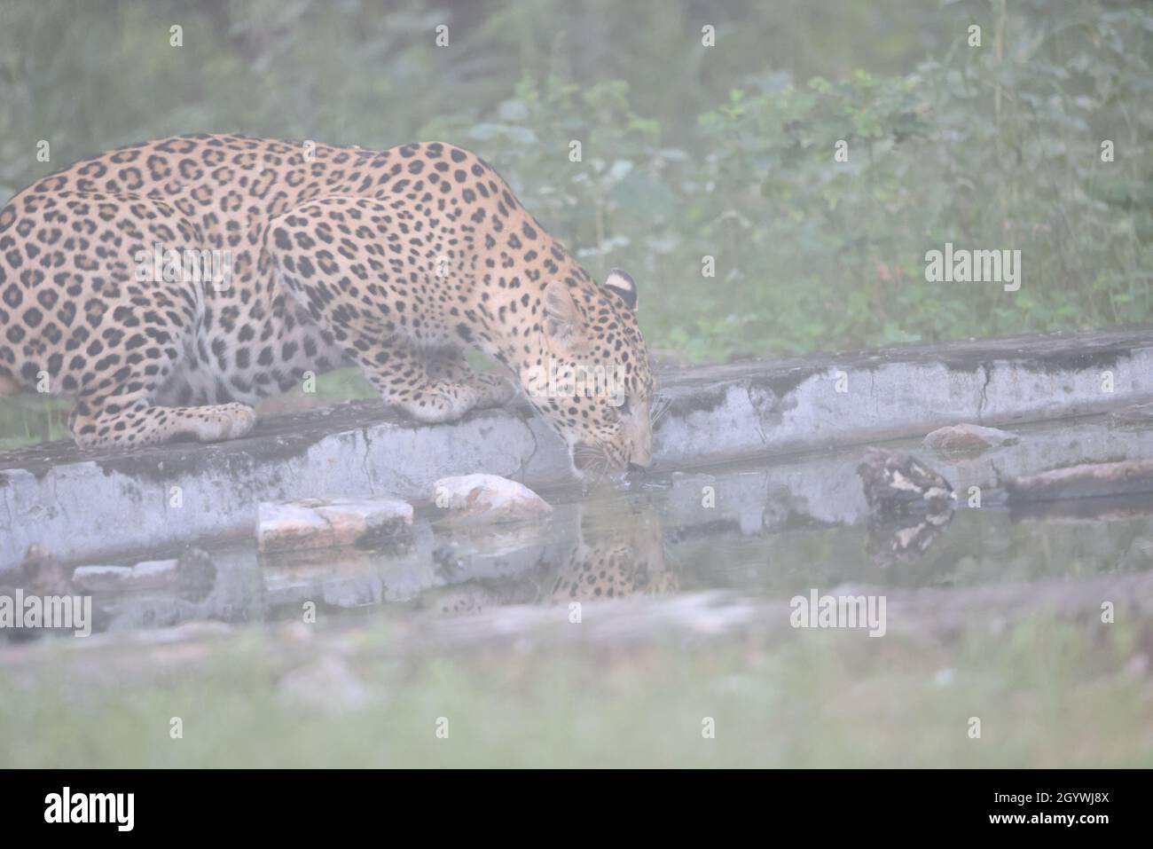 Predator leopard drinks water in a jungle Stock Photo - Alamy