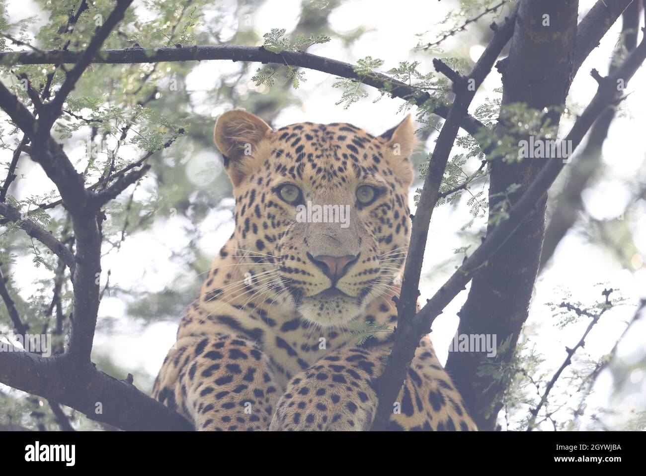 Predator leopard on a tree in a jungle Stock Photo - Alamy