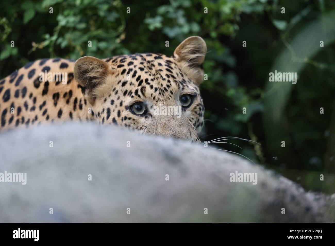 Predator leopard eats hunting in a jungle Stock Photo - Alamy