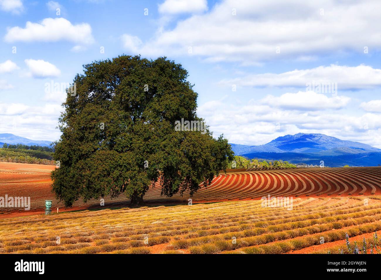 Agriculture cultivated field of Lavender on a farm in Tasmania - red ...