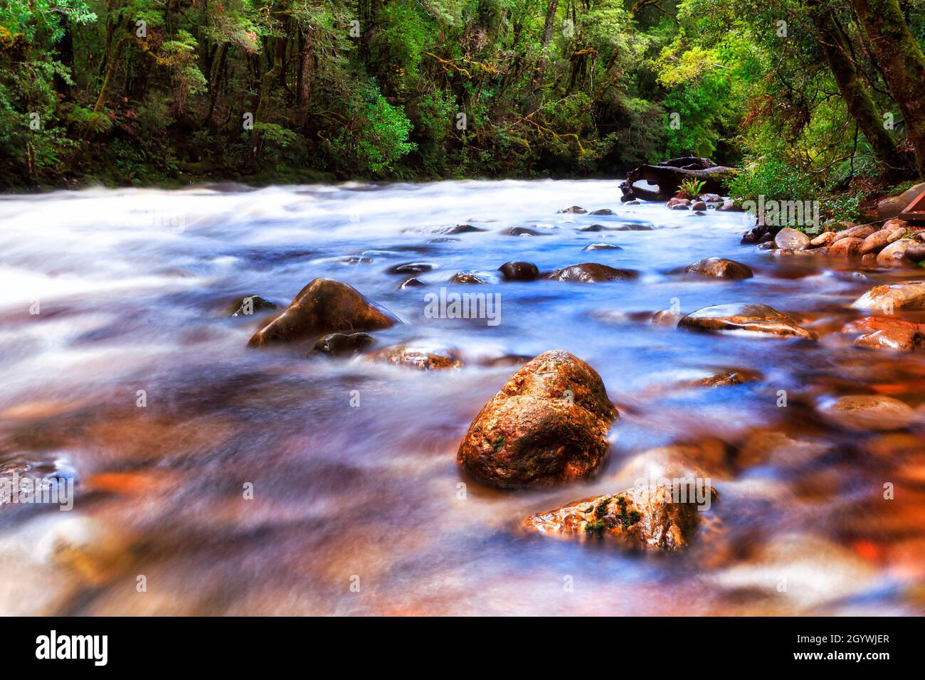 Wet round eroded boulders in riverbed of Franklin river - wild rivers ...