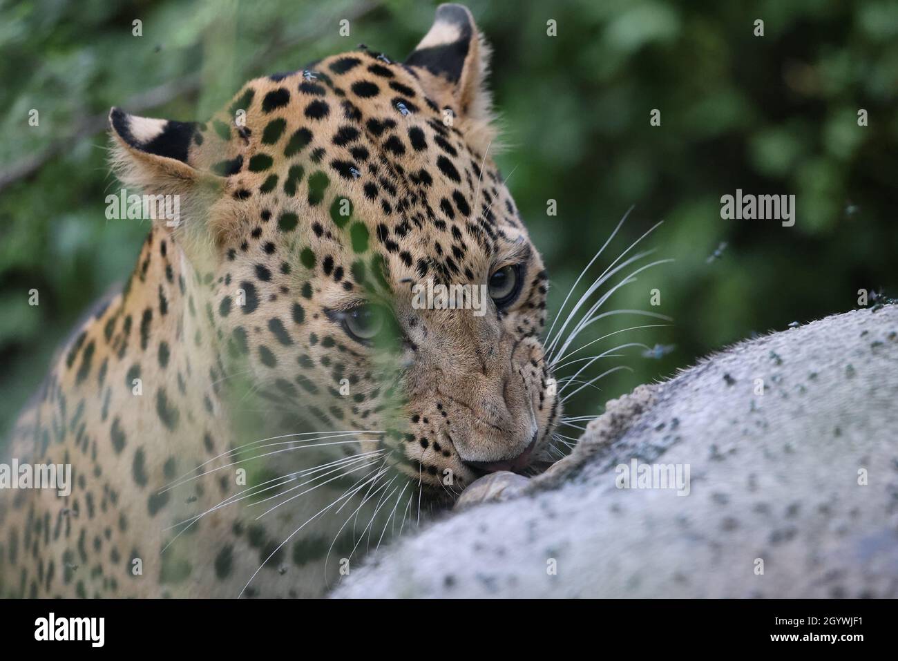 Predator leopard eats hunting in a jungle Stock Photo - Alamy