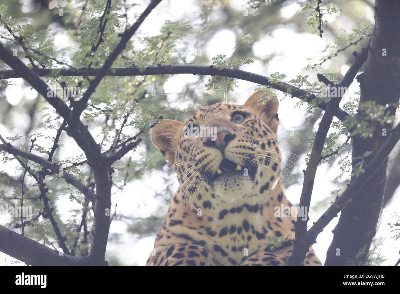 Predator leopard on a tree in a jungle Stock Photo - Alamy