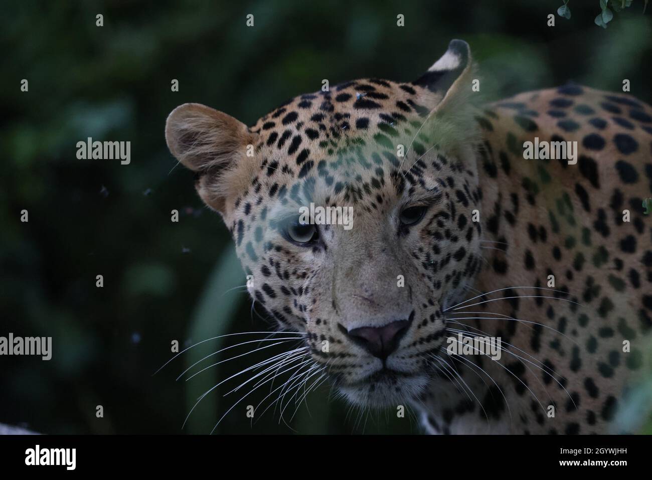 Predator leopard in a jungle Stock Photo - Alamy