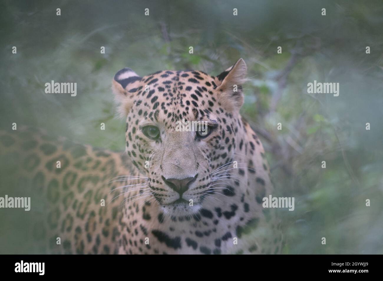 Predator leopard in a jungle Stock Photo - Alamy