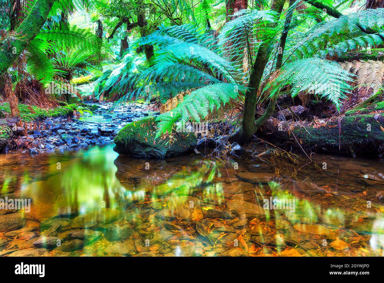 Pristine fresh water stream deep in evergreen relict rainforest of ...